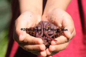 Worm Images Gallery - Worms For Worm Farms & Education